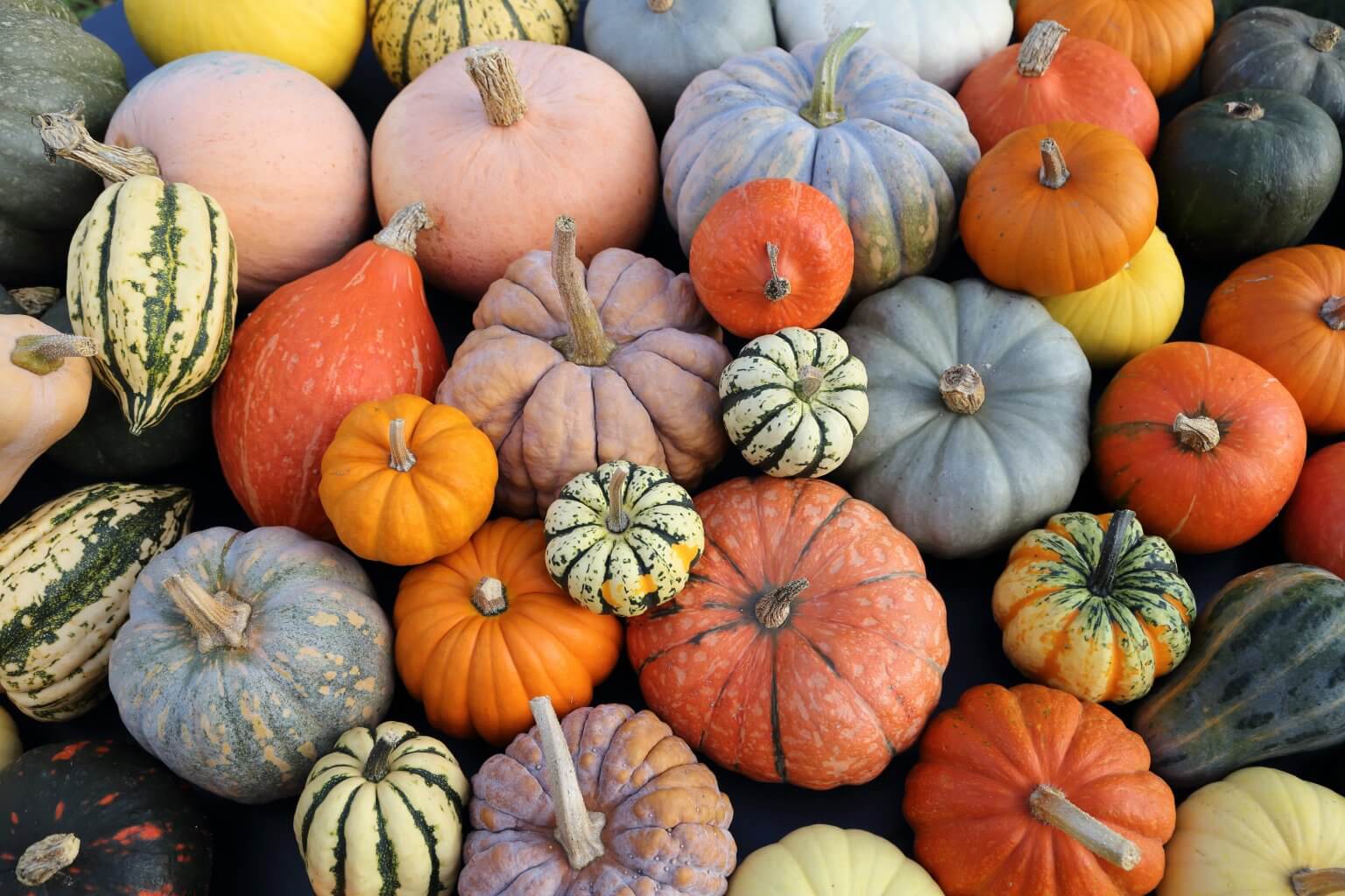 Fall Pumpkin Displays for Homes & Businesses | Next Level